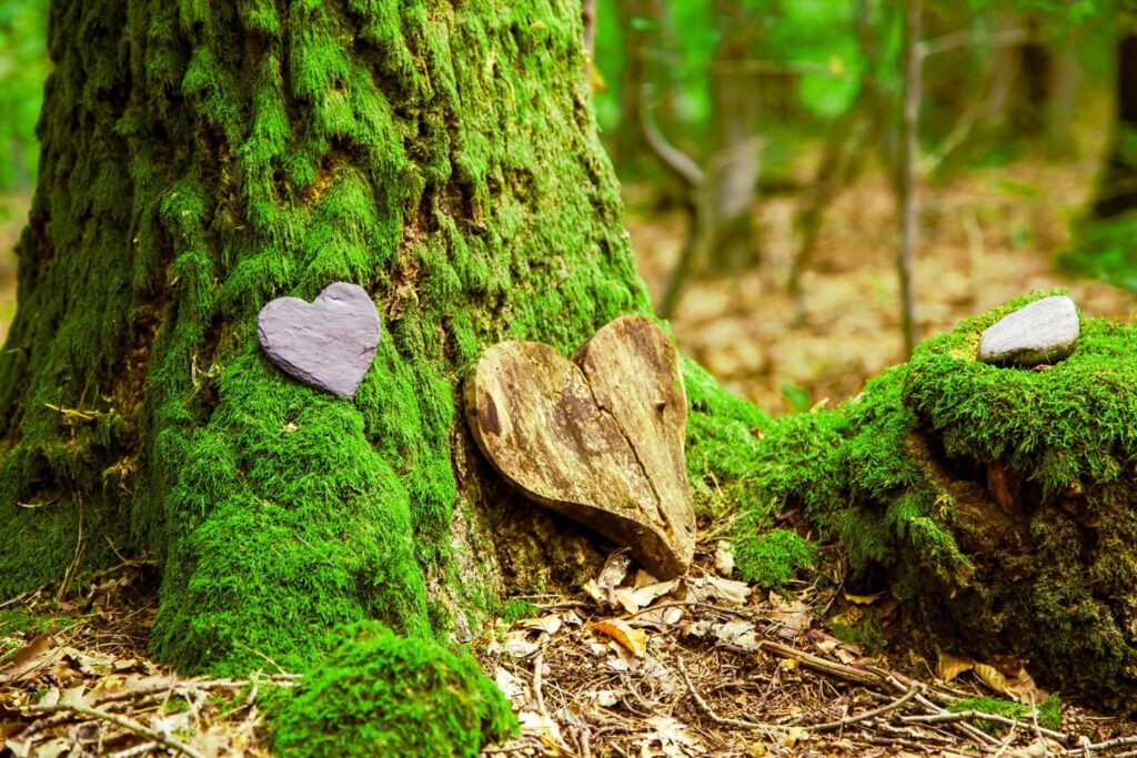 Homenaje sonoro de Steve Parker a un árbol fallecido - Museo Soumaya